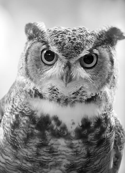 מדיניות זכויות יוצרים – Meitar